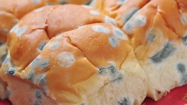 Makan Roti Berjamur? Ini Efeknya pada Kesehatan - Fajarharapan.id